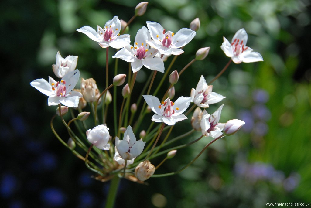flowering bamboo | The Magnolias Garden Website