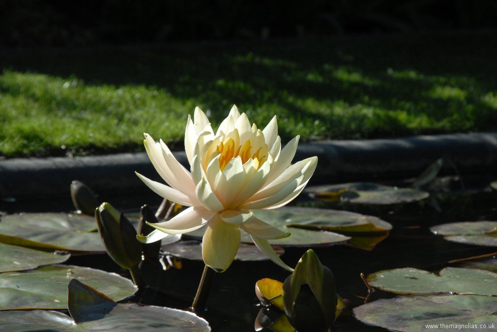 Aquatics | The Magnolias Garden Website