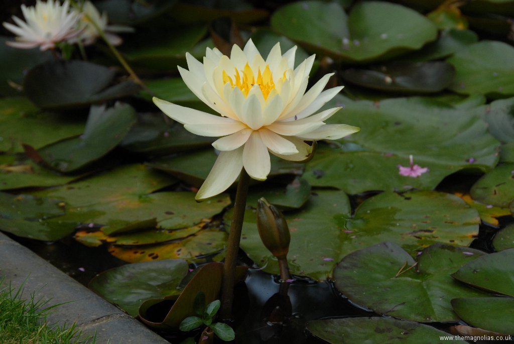 Aquatics | The Magnolias Garden Website