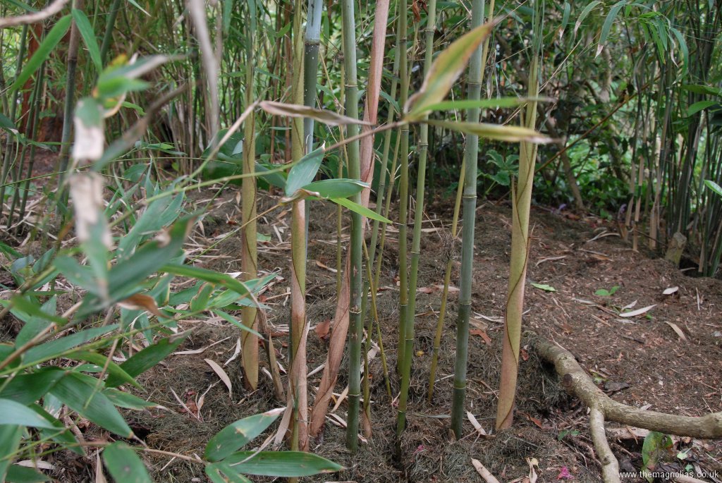 Bamboo | The Magnolias Garden Website