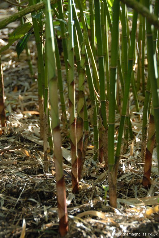 Bamboo | The Magnolias Garden Website