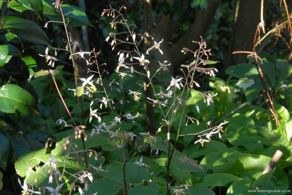 flowering bamboo | The Magnolias Garden Website