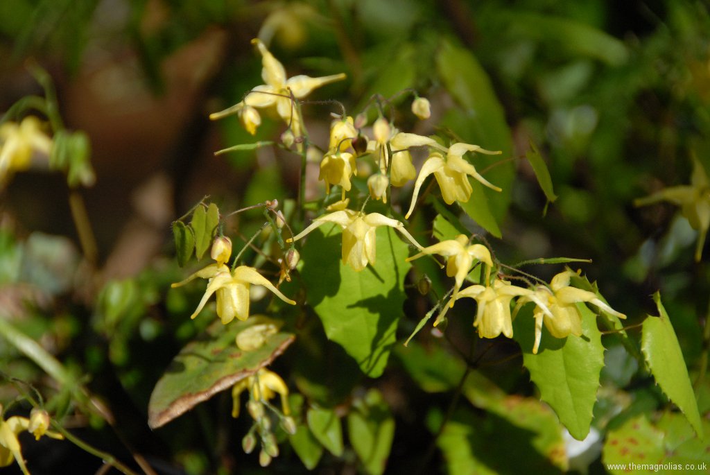 flowering bamboo | The Magnolias Garden Website