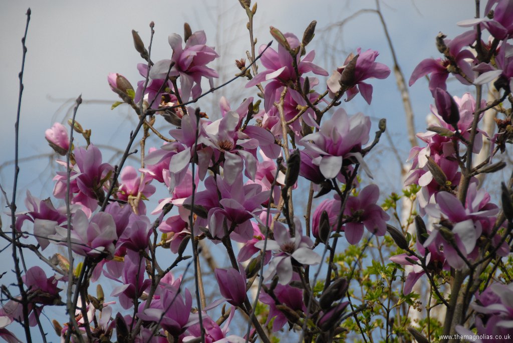 Magnolias at The Magnolias | The Magnolias Garden Website