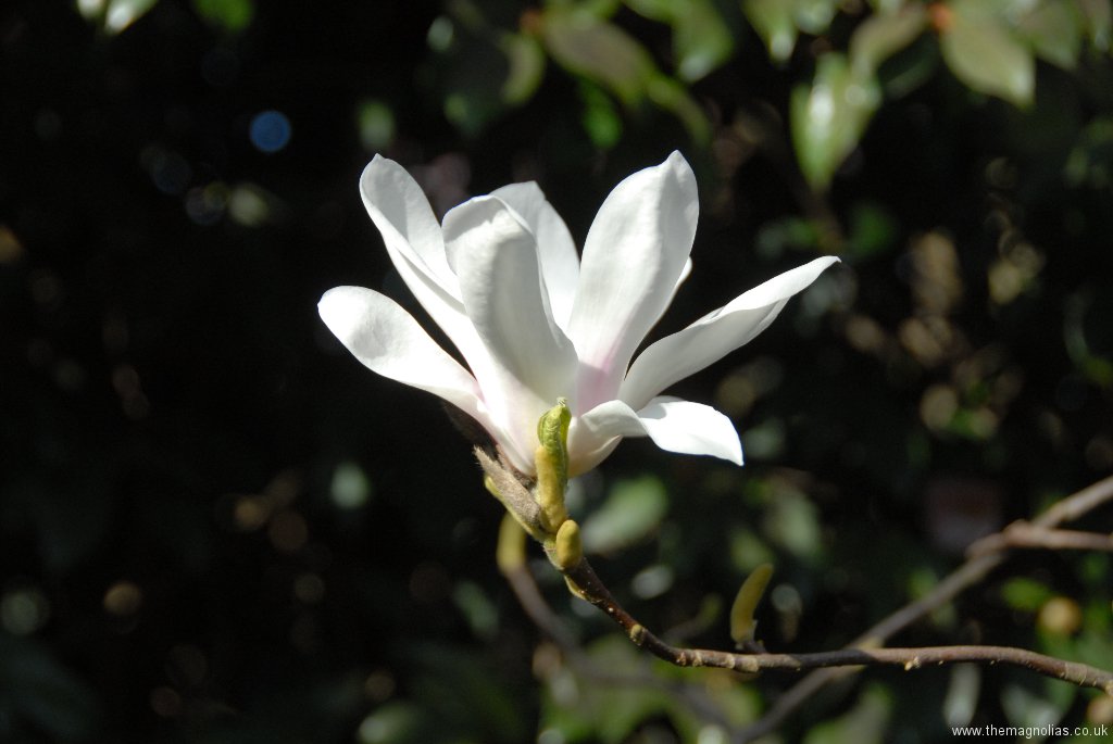 Gallery | The Magnolias Garden Website
