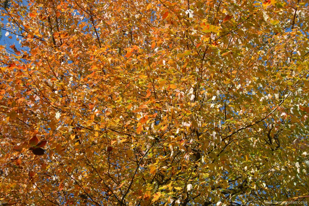 Trees at The Magnolias | The Magnolias Garden Website