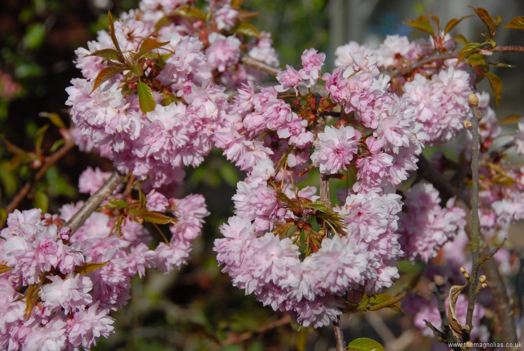 Trees at The Magnolias | The Magnolias Garden Website