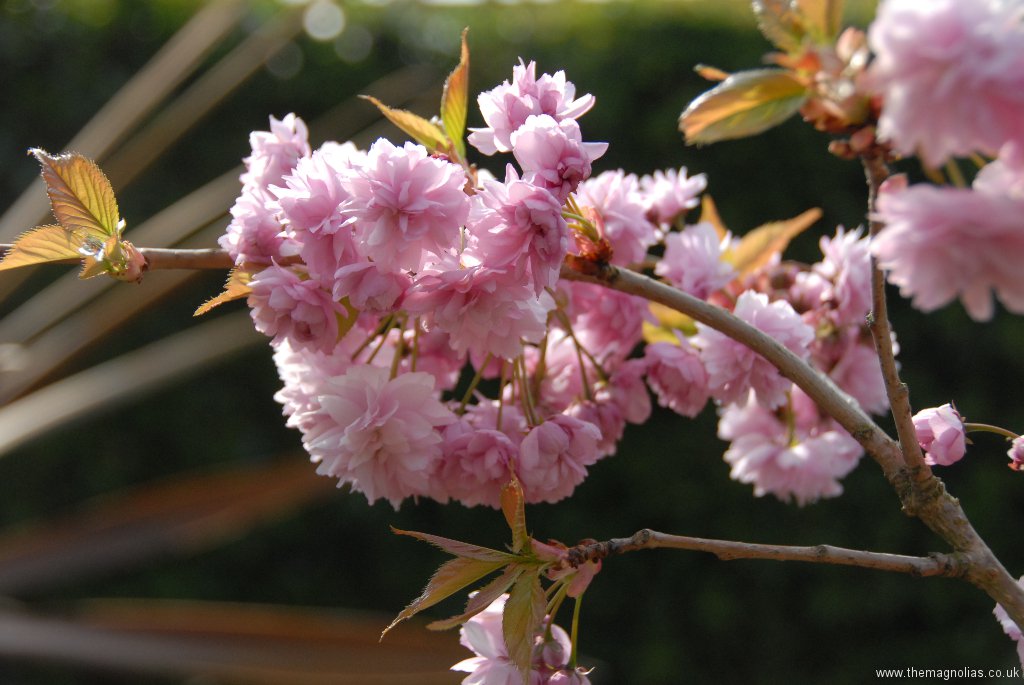 Trees at The Magnolias | The Magnolias Garden Website